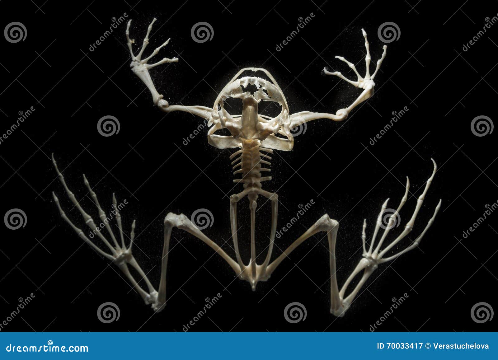 Esqueleto em uma rã imagem de stock. Imagem de preto - 70033417