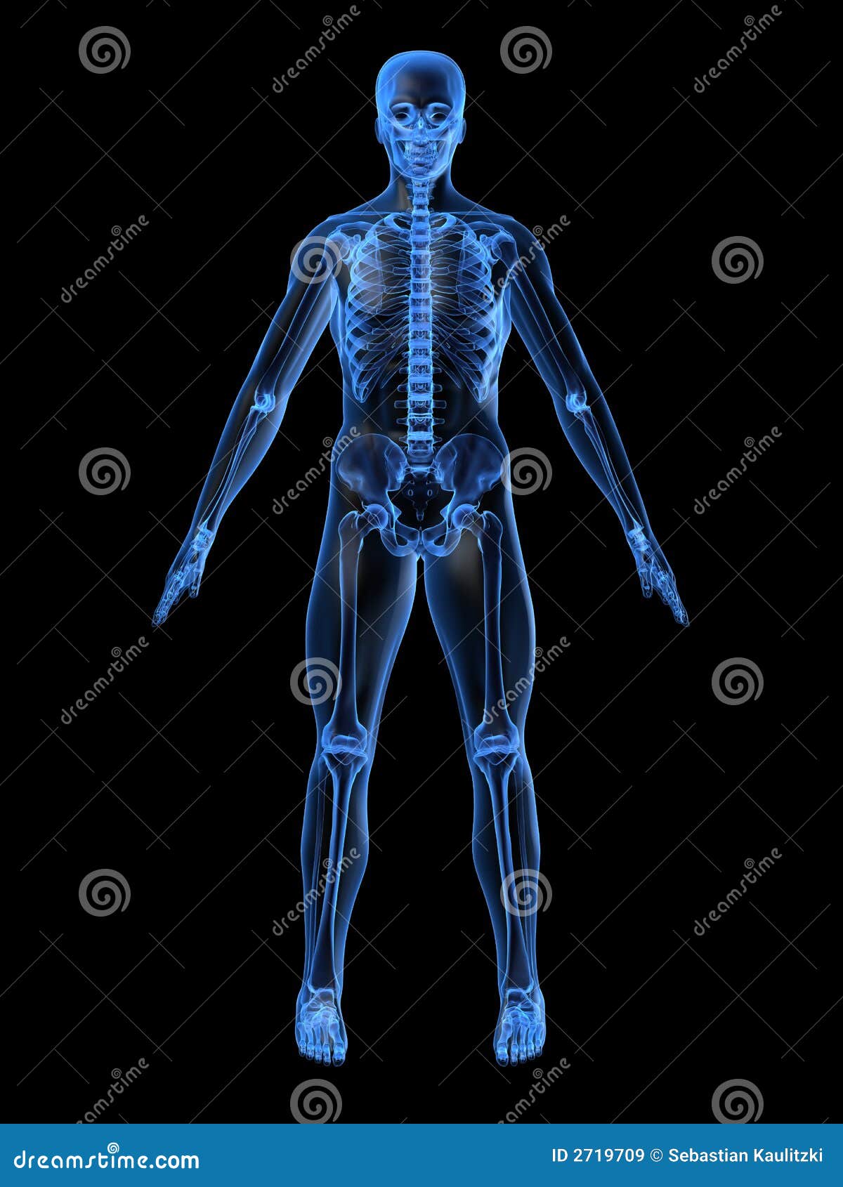 Esqueleto Humano Imagens de Stock Royalty Free - Imagem: 2719709