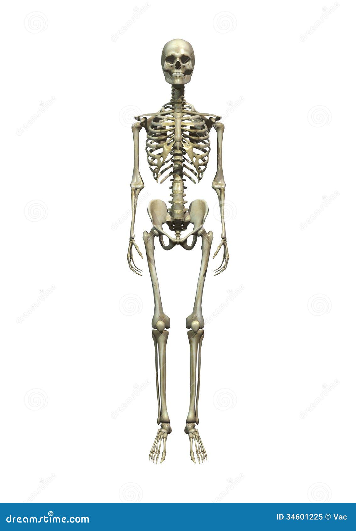 Esqueleto Humano Foto de archivo libre de regalías - Imagen: 34601225