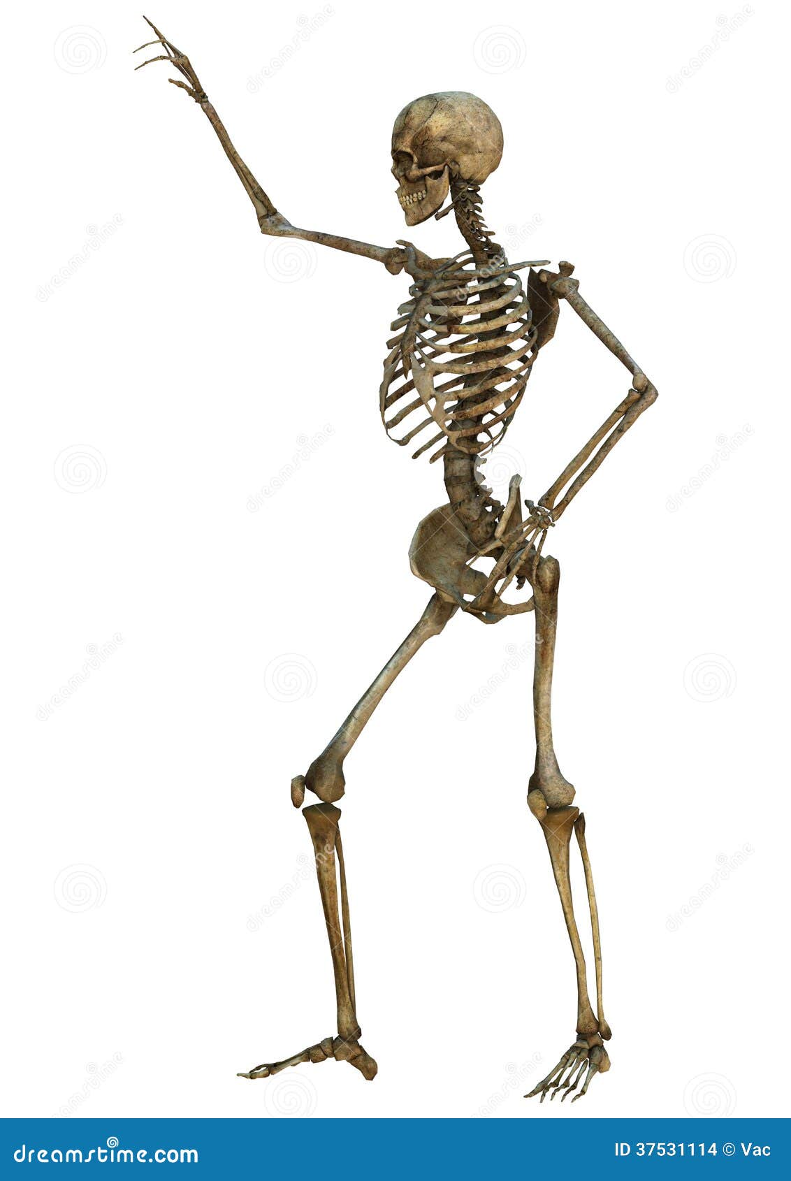 Esqueleto Humano Imagenes de archivo - Imagen: 37531114