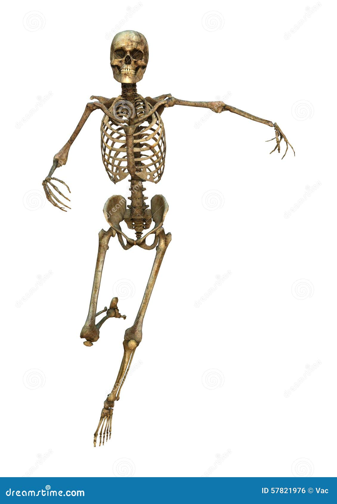 Esqueleto humano foto de stock. Imagem de osso, esqueleto - 57821976