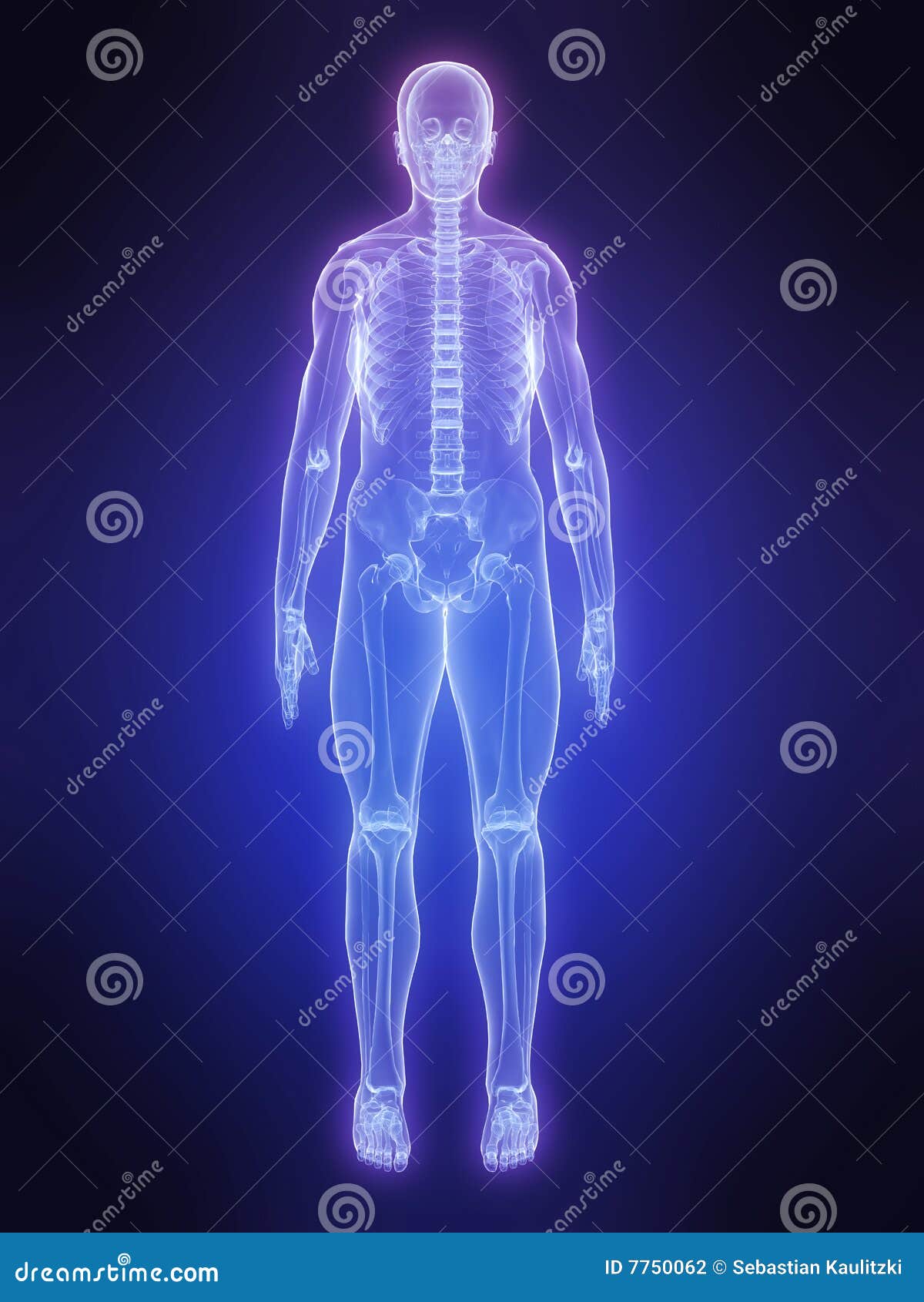 Esqueleto humano stock de ilustración. Ilustración de pecho - 7750062