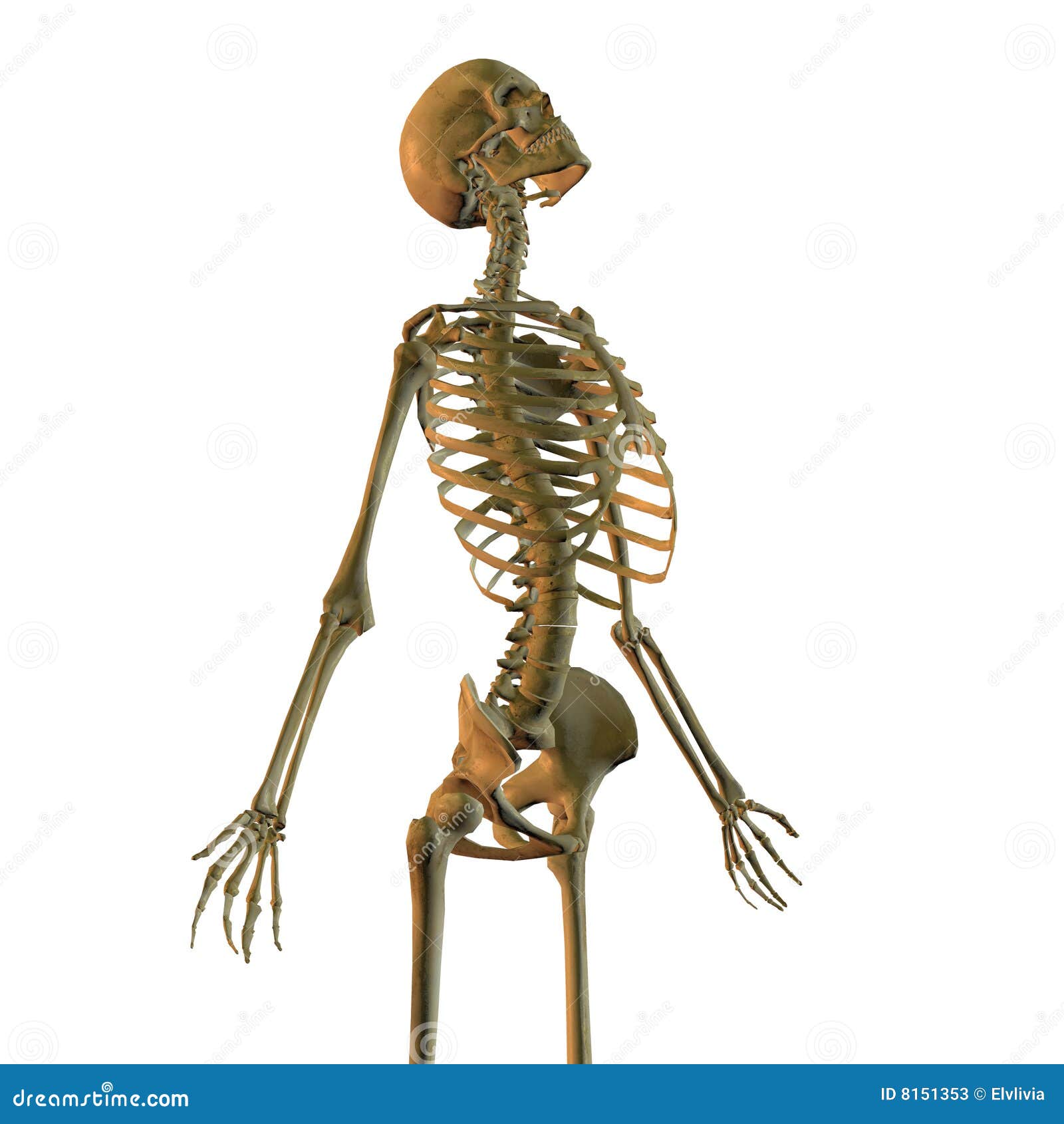 Esqueleto humano stock de ilustración. Ilustración de actitud - 8151353
