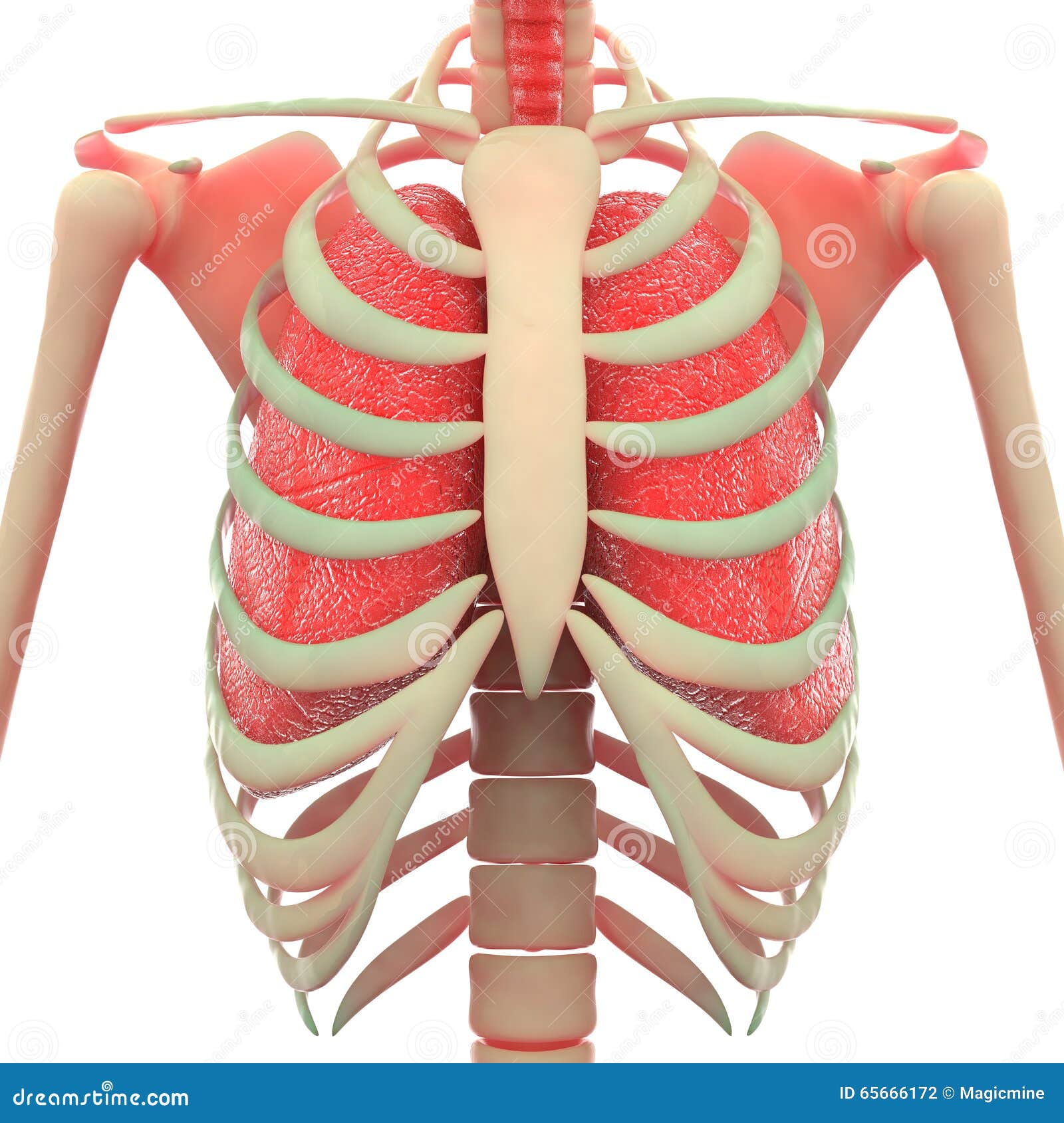 Esqueleto Humano Con Los Pulmones Stock de ilustración - Ilustración de ...