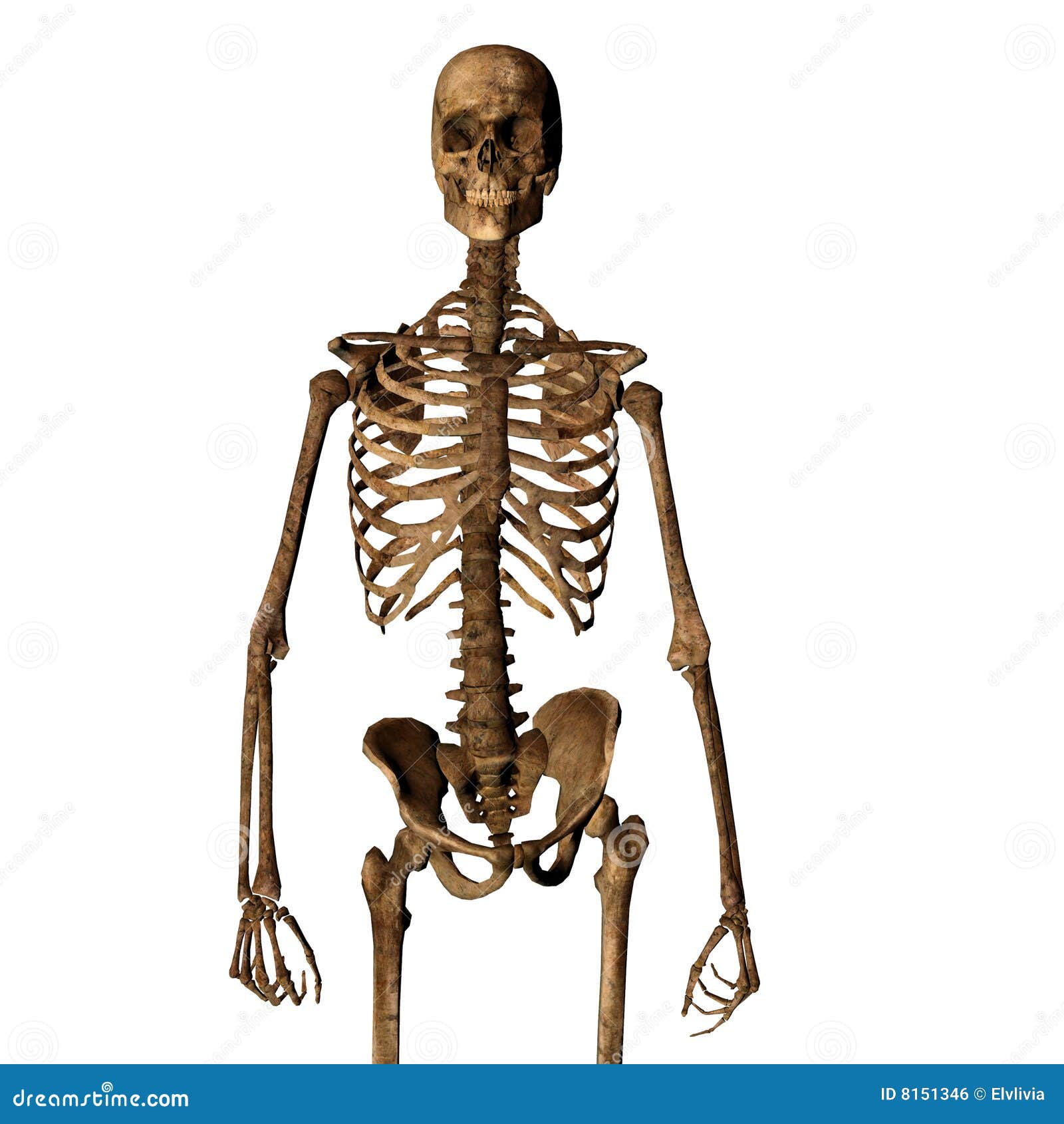 Esqueleto Humano De Envelhecimento Ilustração Stock - Ilustração de ...