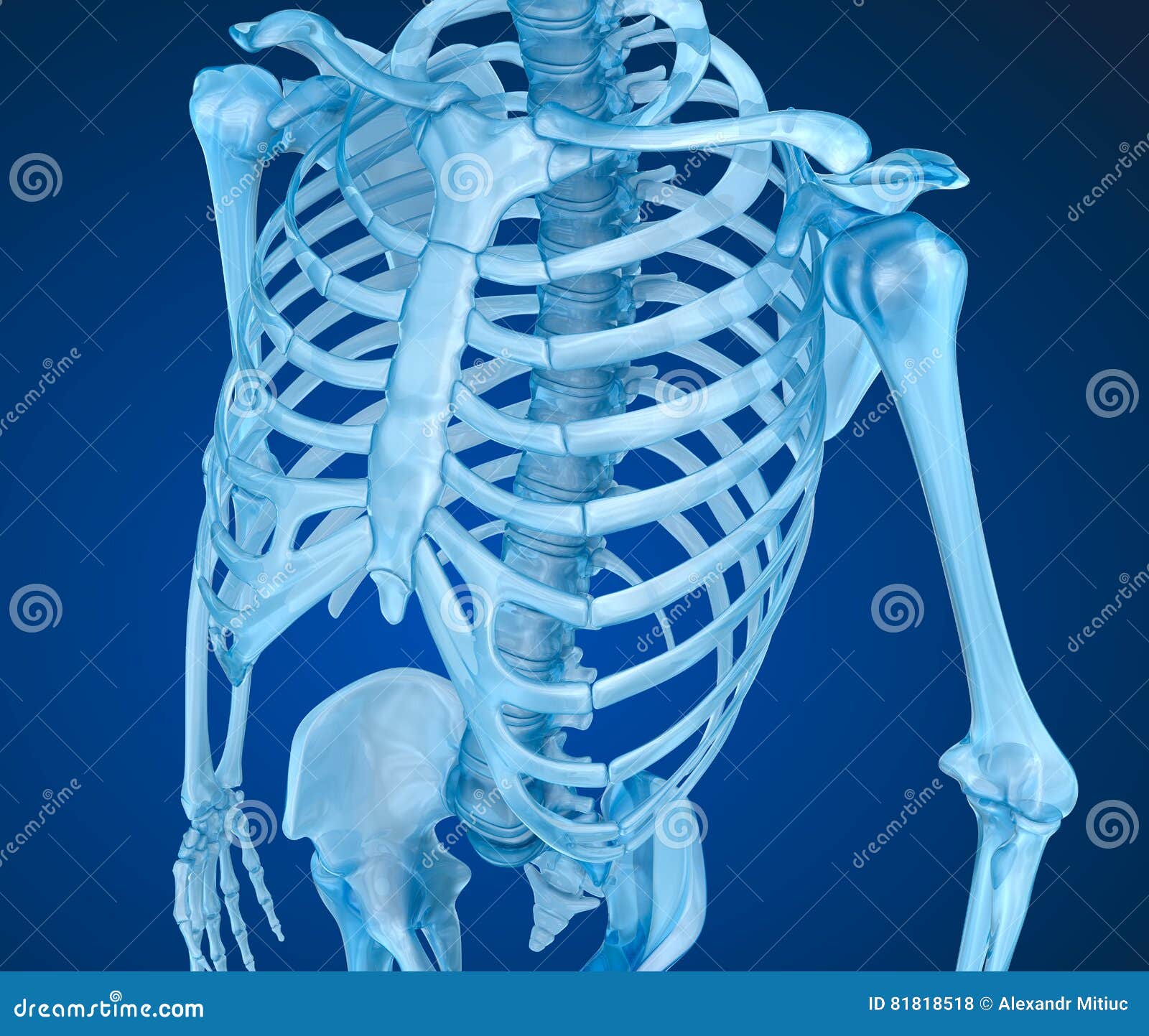 Esqueleto Humano, Pecho Del Pecho Stock de ilustración - Ilustración de ...