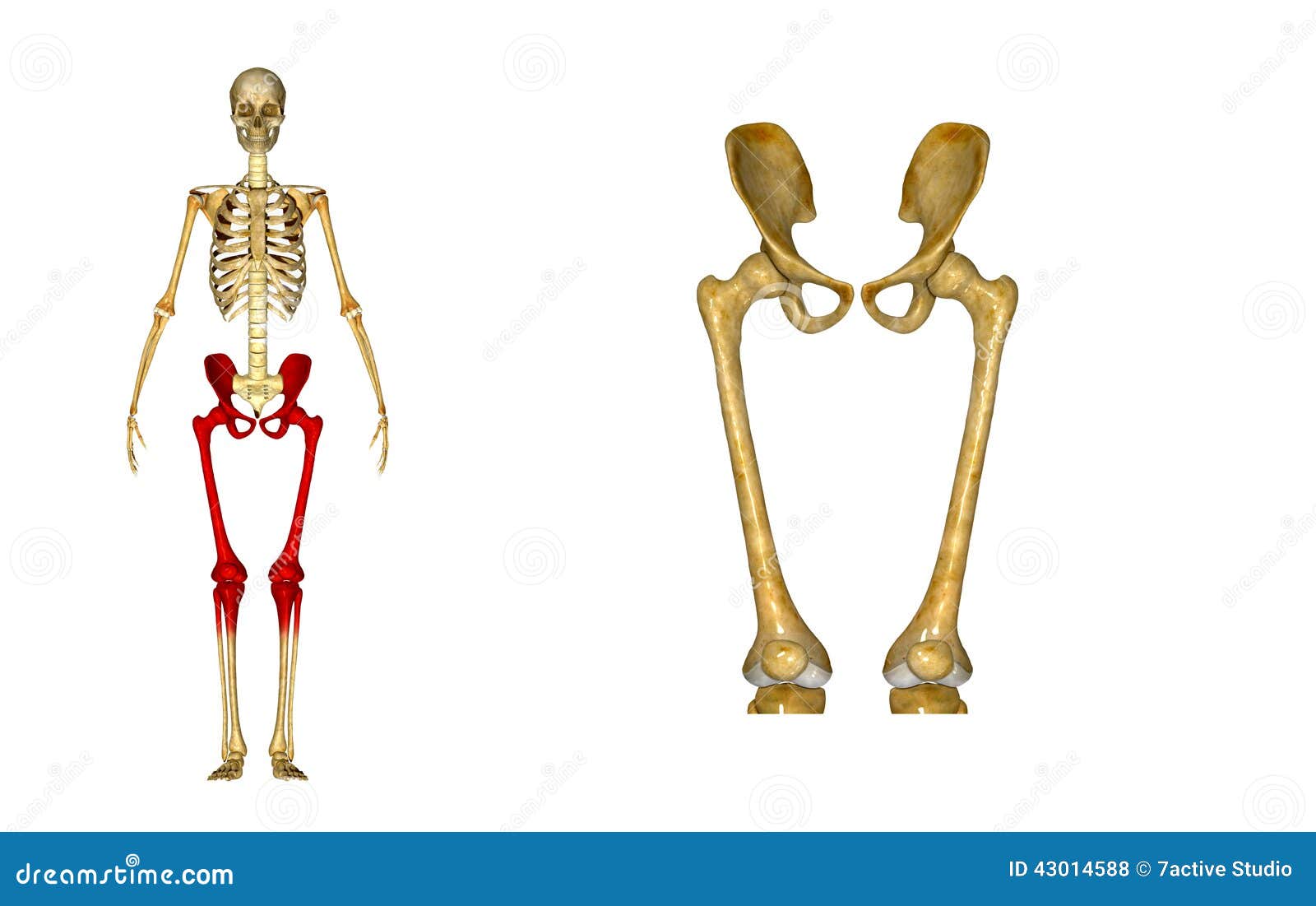 Esqueleto: Ossos Do Quadril E Do Fêmur Ilustração Stock - Ilustração de ...