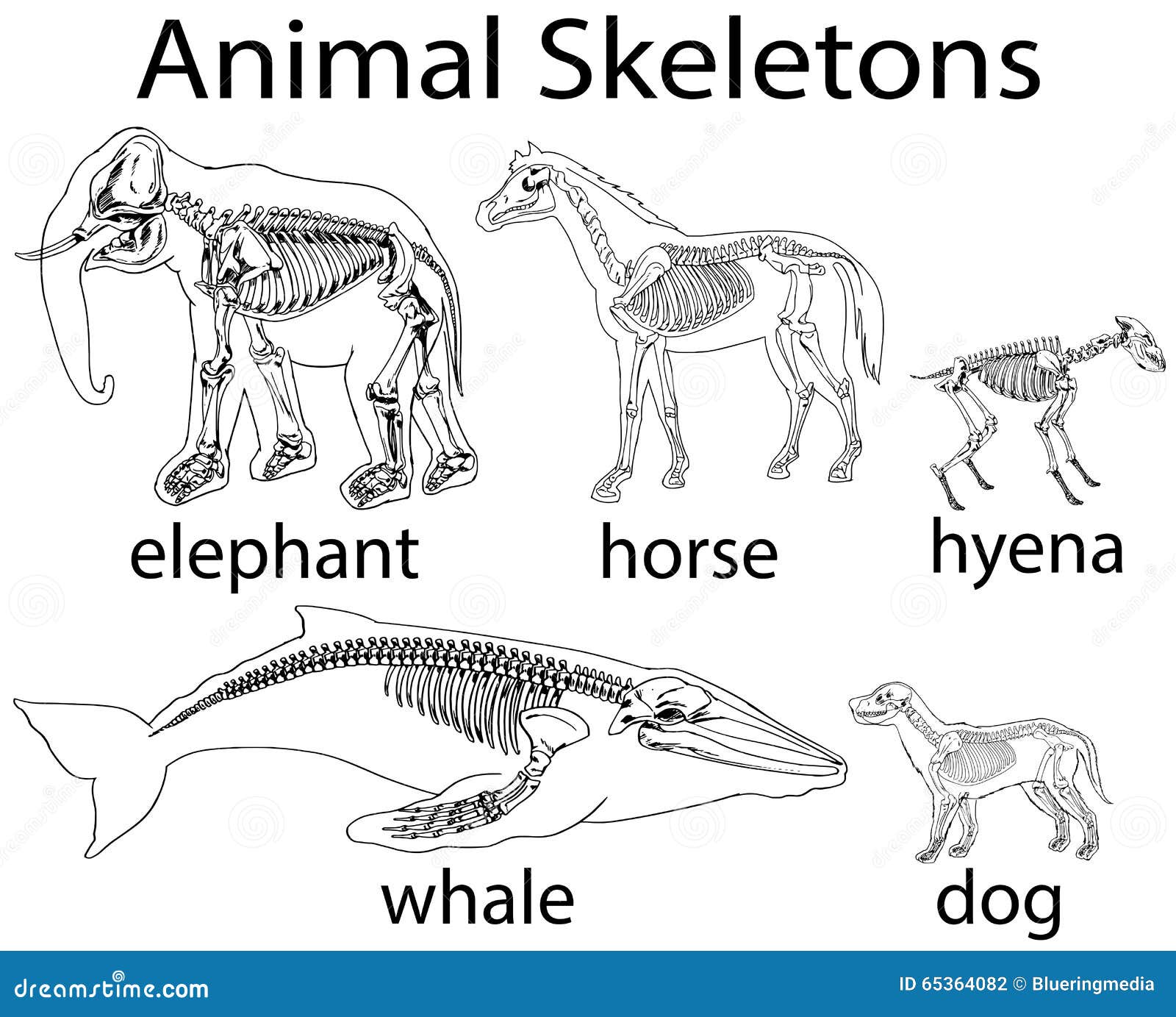 Esqueletos De Diverso Animal Salvaje Ilustración del Vector ...