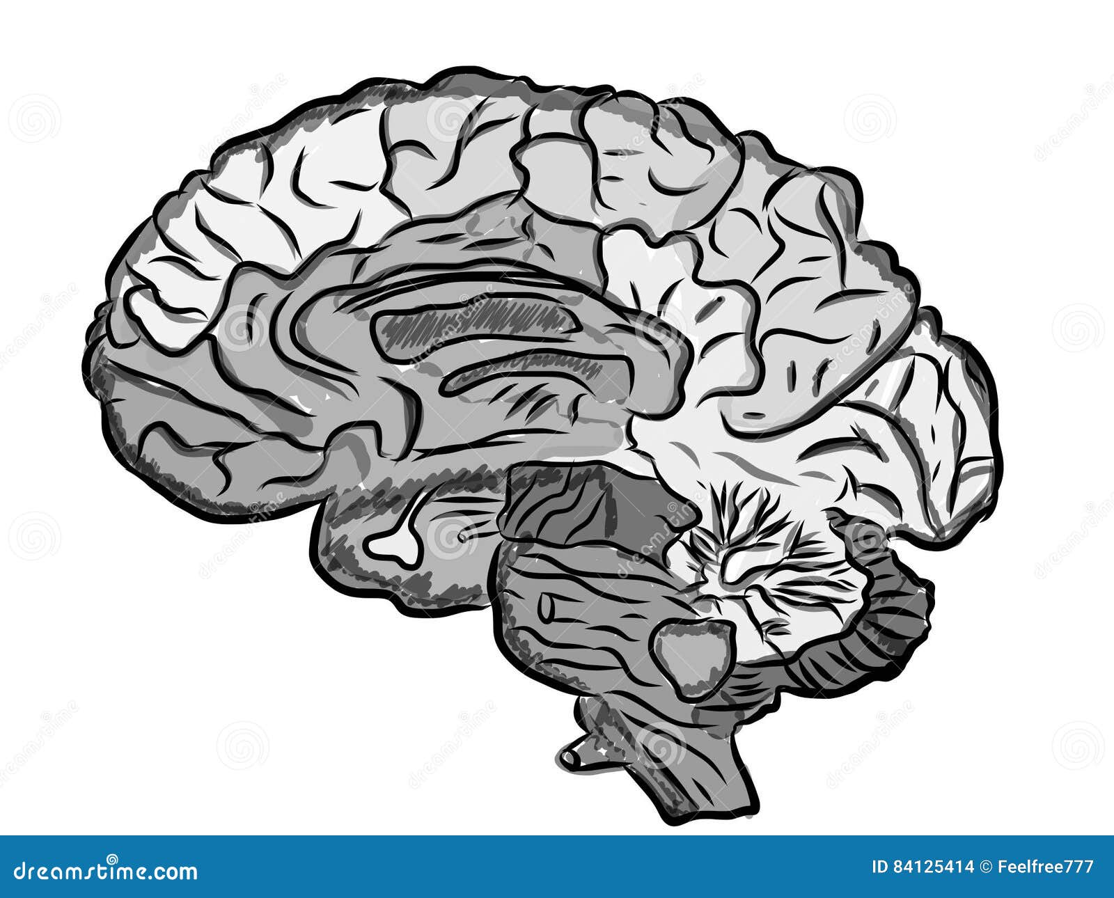 Esquema Da Anatomia De Beain Ilustração Stock - Ilustração de contagem ...
