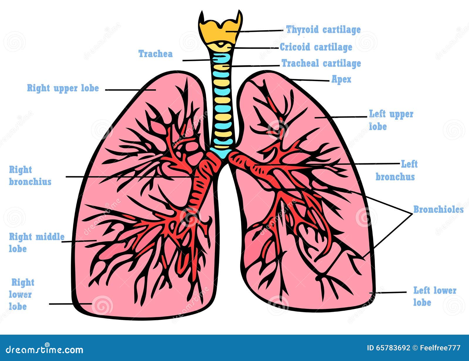 Anatomia Do Pulmão Humano - RETOEDU