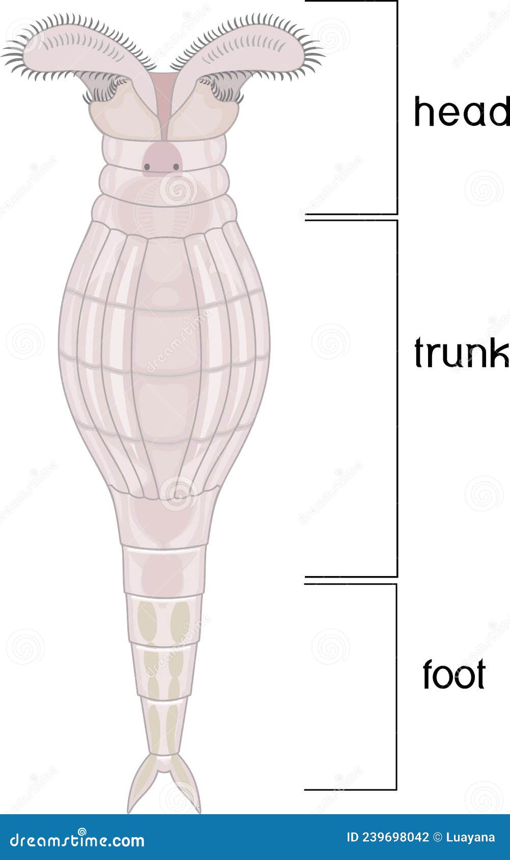 Esquema De Anatomia Bdelloide Rotifer Ilustração do Vetor - Ilustração ...