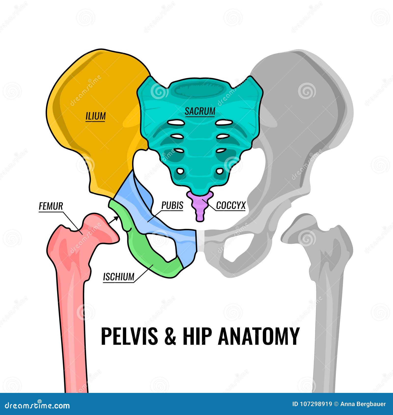 Esquema De La Anatomía De La Pelvis Ilustración del Vector ...