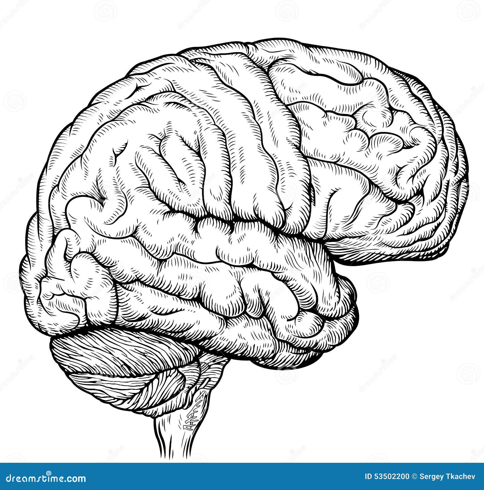 Esquema Del Cerebro Stock de ilustración - Imagen: 53502200
