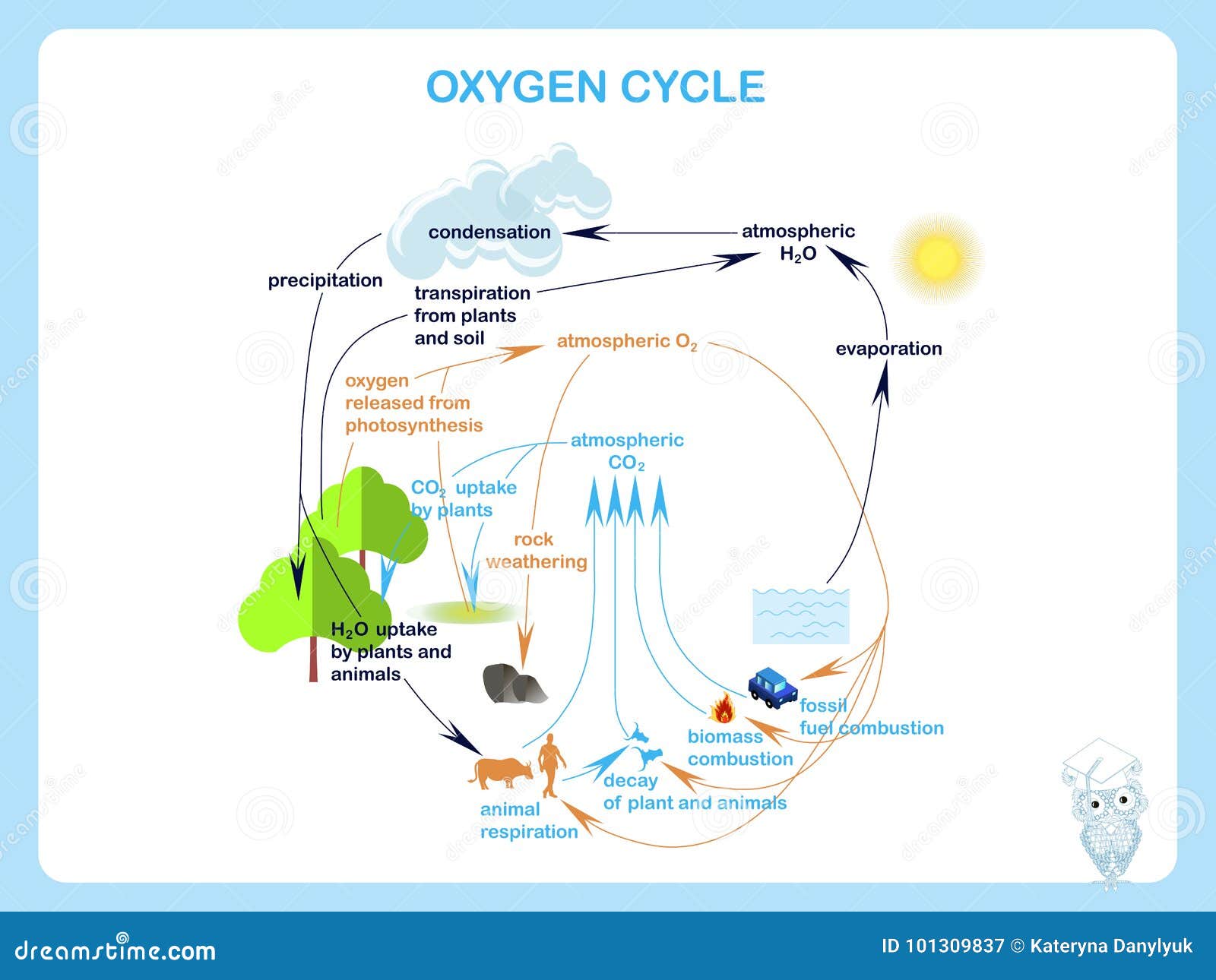 Esquema Del Ciclo Del Oxígeno Ilustración del Vector - Ilustración de ...