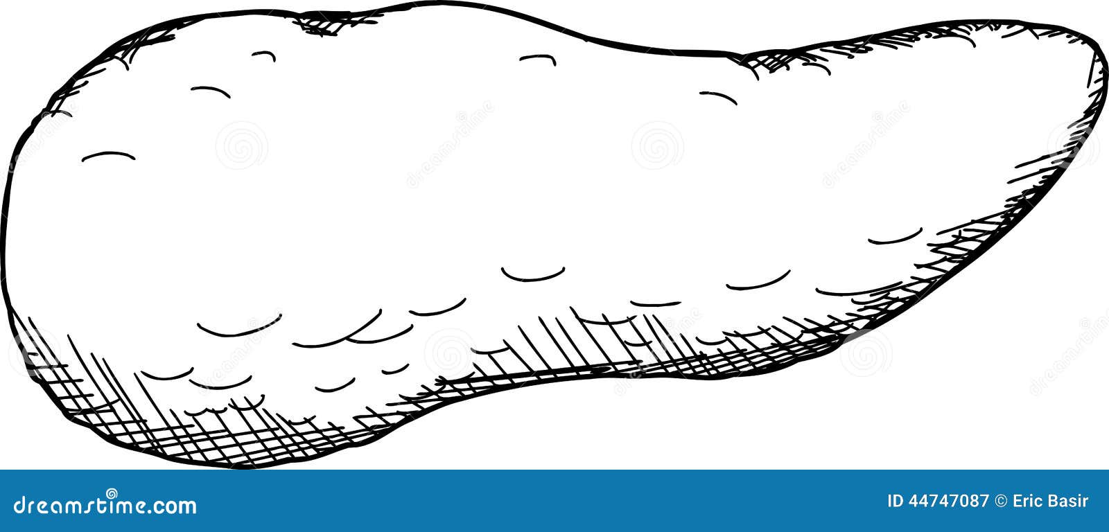 Pancreas Coloring Page Pages Sketch Coloring Page