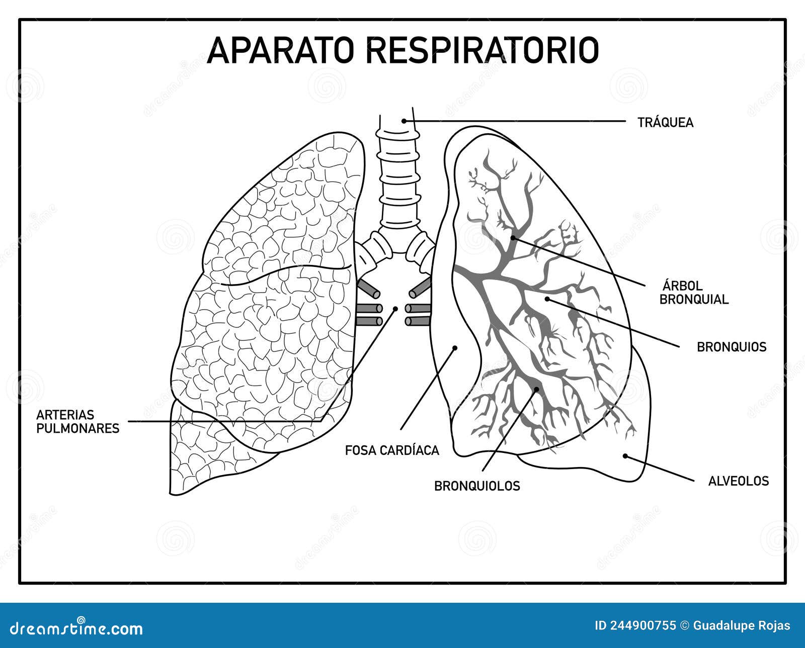 Esquema Escolar De Los Pulmones Del Sistema Respiratorio En Un Fondo ... Esquema Escolar De Los Pulmones Del Sistema Respiratorio En Un Fondo ...