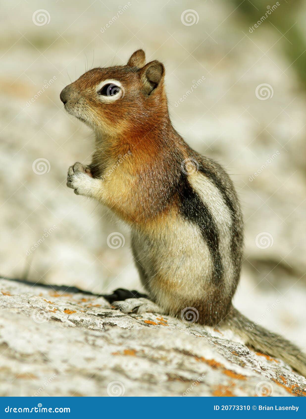 Esquilo à Terra Dourado-Envolvido Foto de Stock - Imagem de esquilo ...