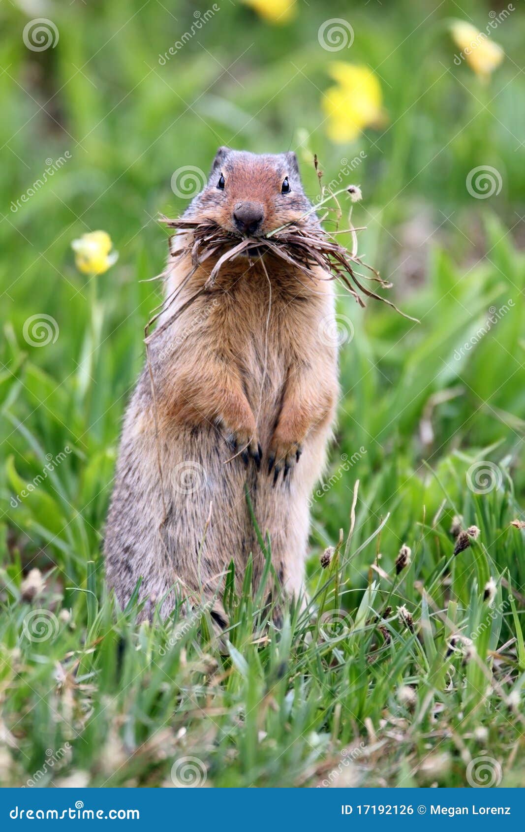 Esquilo à terra engraçado foto de stock. Imagem de geleira - 17192126