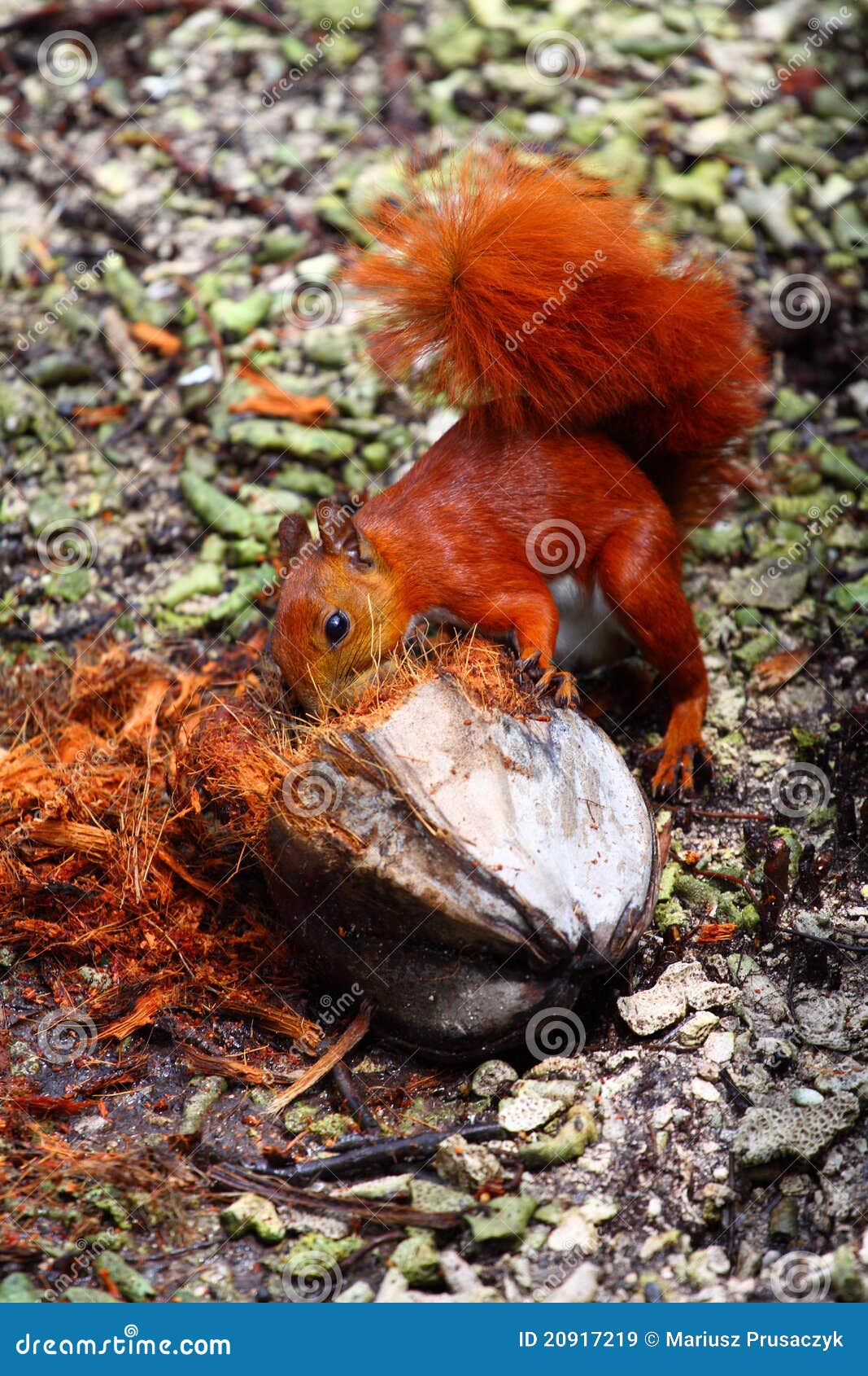 Esquilo imagem de stock. Imagem de patas, pouco, porca - 20917219