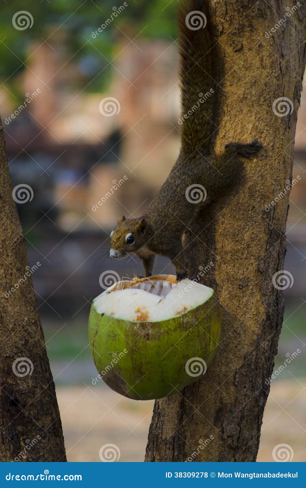 Esquilo foto de stock. Imagem de bonito, branco, escalada - 38309278