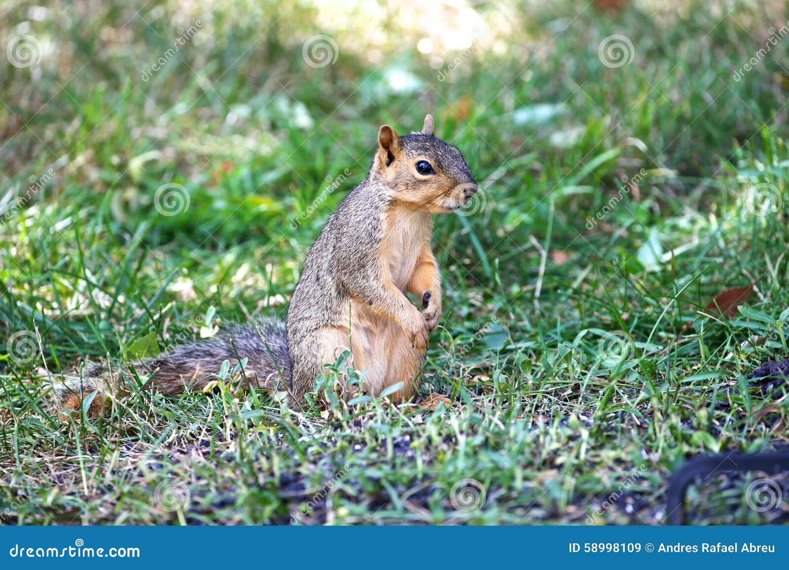 Esquilo imagem de stock. Imagem de roedor, animal, porcas - 58998109