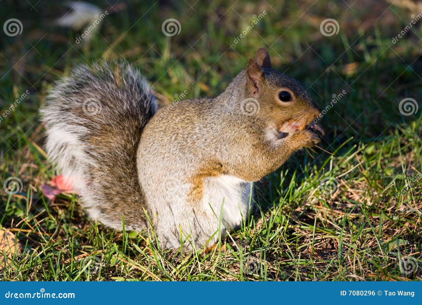 Esquilo foto de stock. Imagem de olho, nave, fofofo, cauda - 7080296