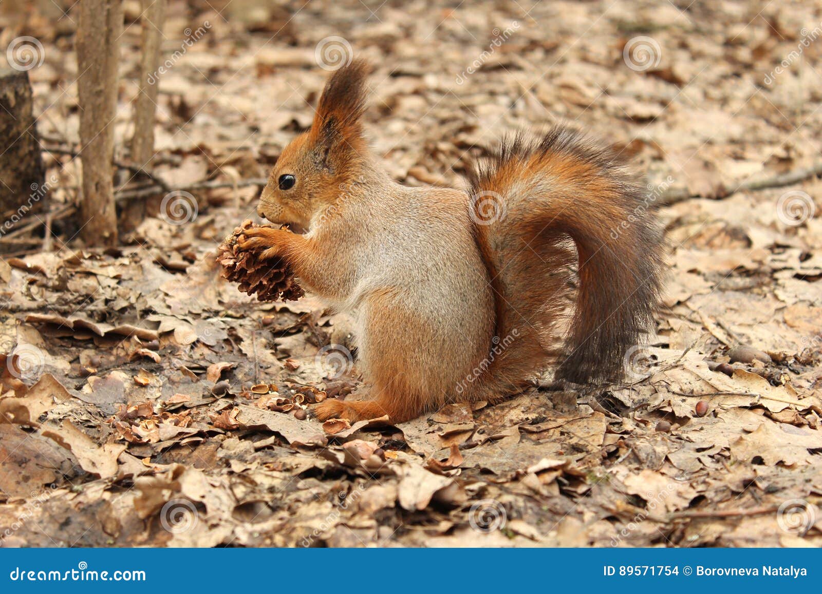 Esquilo foto de stock. Imagem de porcas, mola, nave, folhagem - 89571754