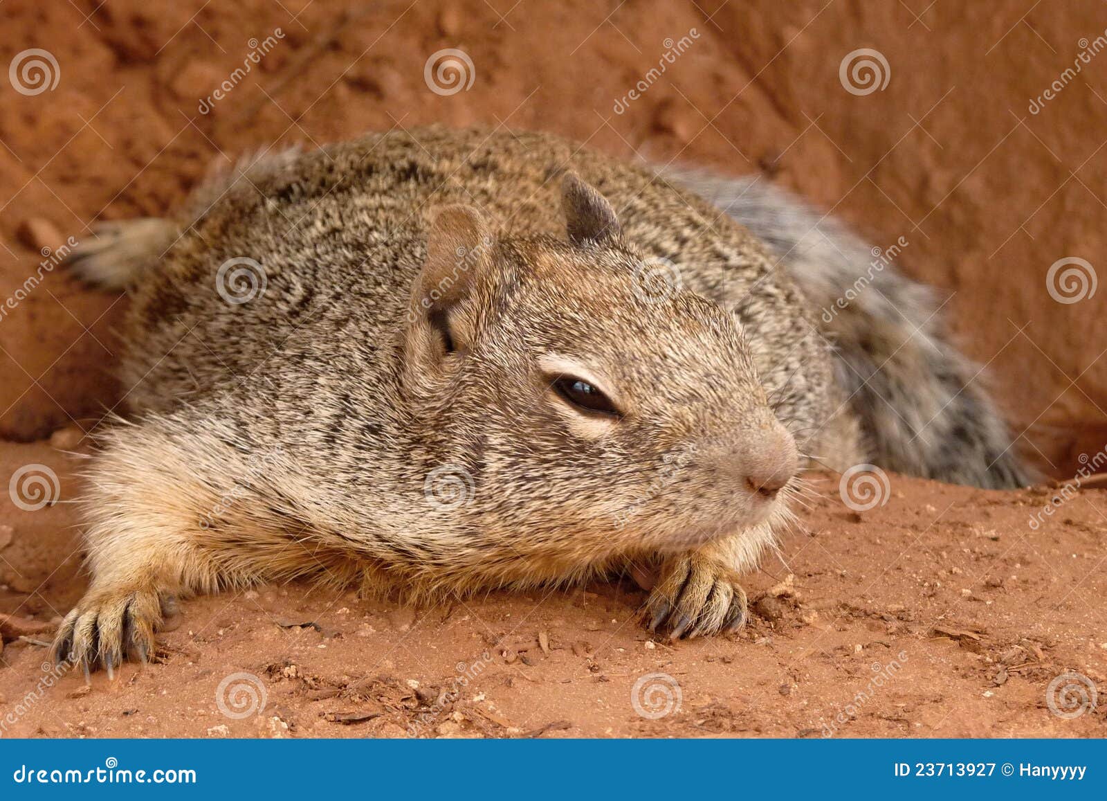 Esquilo astucioso imagem de stock. Imagem de perigo, selvagem - 23713927