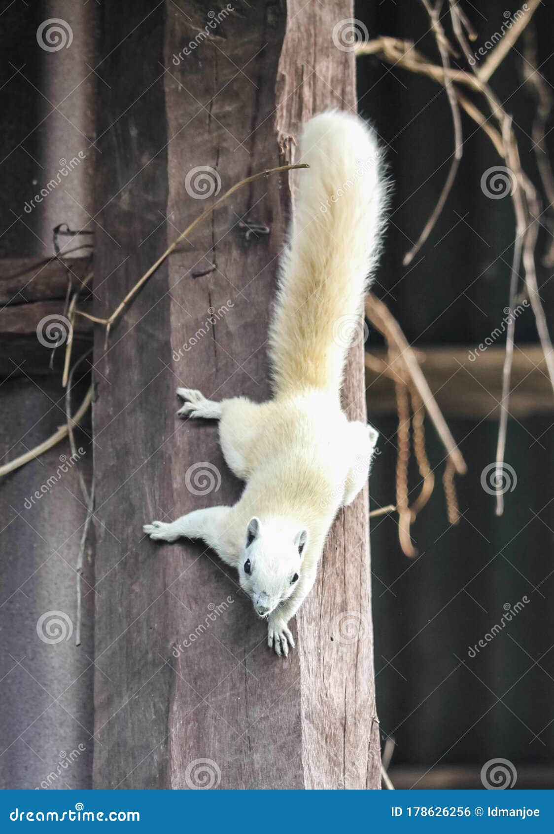 Esquilo branco foto de stock. Imagem de fofofo, porca - 178626256