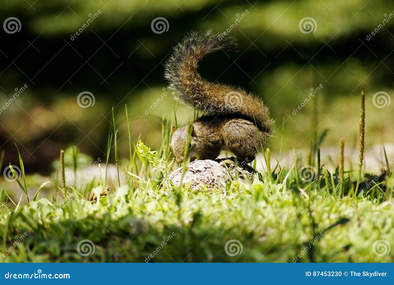 Esquilo brasileiro foto de stock. Imagem de curioso, esquilo - 87453230