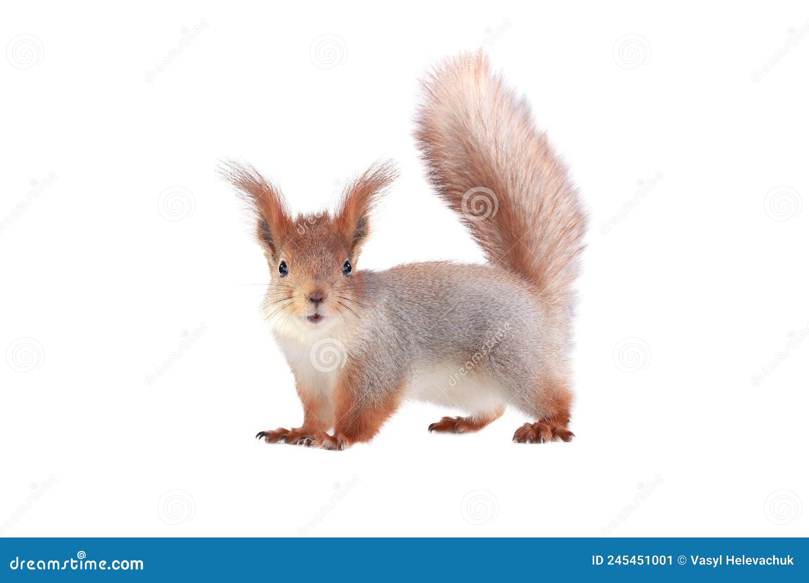 Esquilo Com Cauda Elevada Isolada Em Fundo Branco Imagem de Stock ...