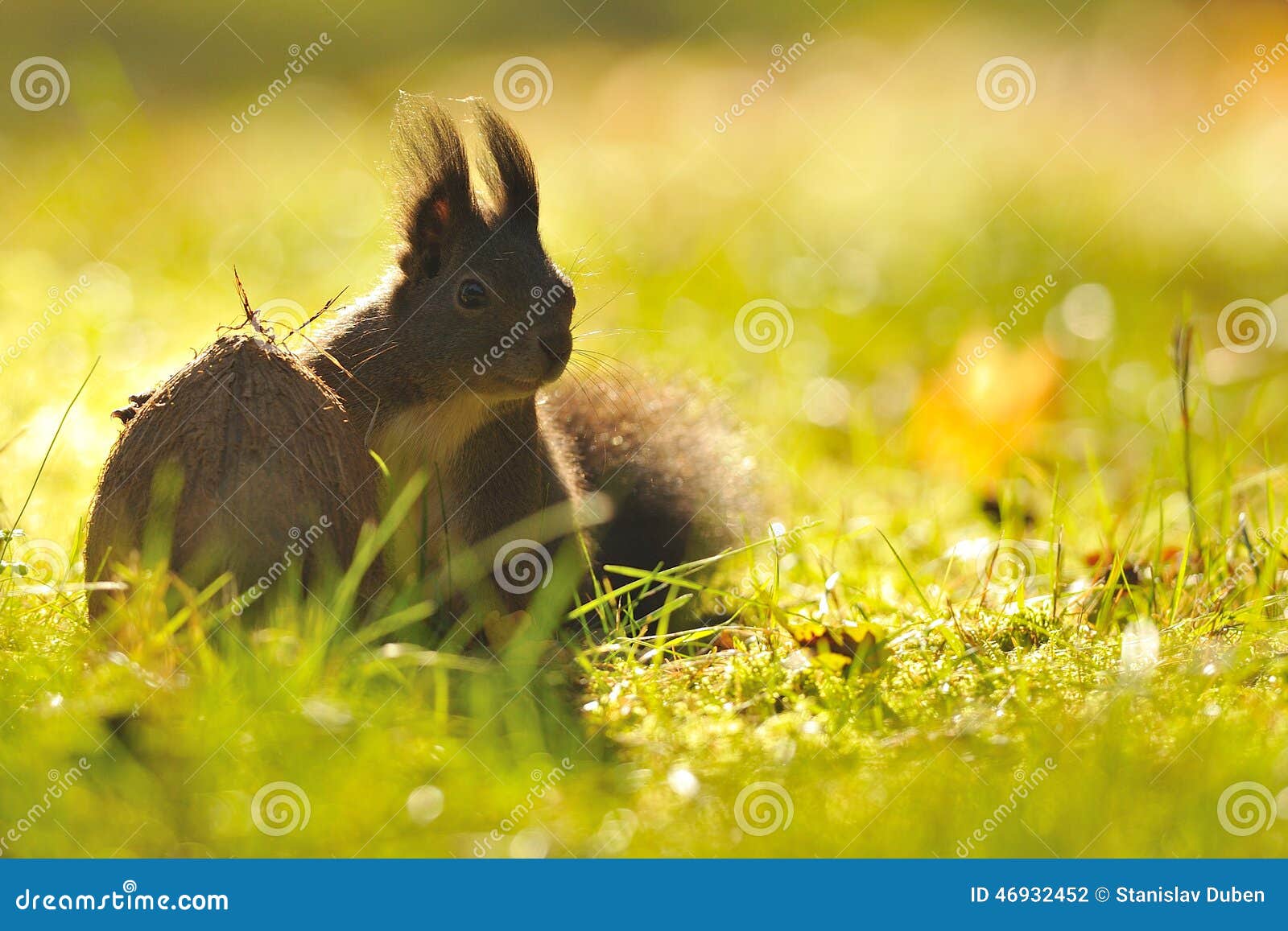 Esquilo com coco foto de stock. Imagem de roedor, pele - 46932452
