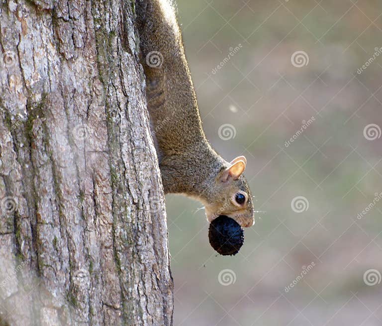 Esquilo com noz imagem de stock. Imagem de caminhadas - 27853997