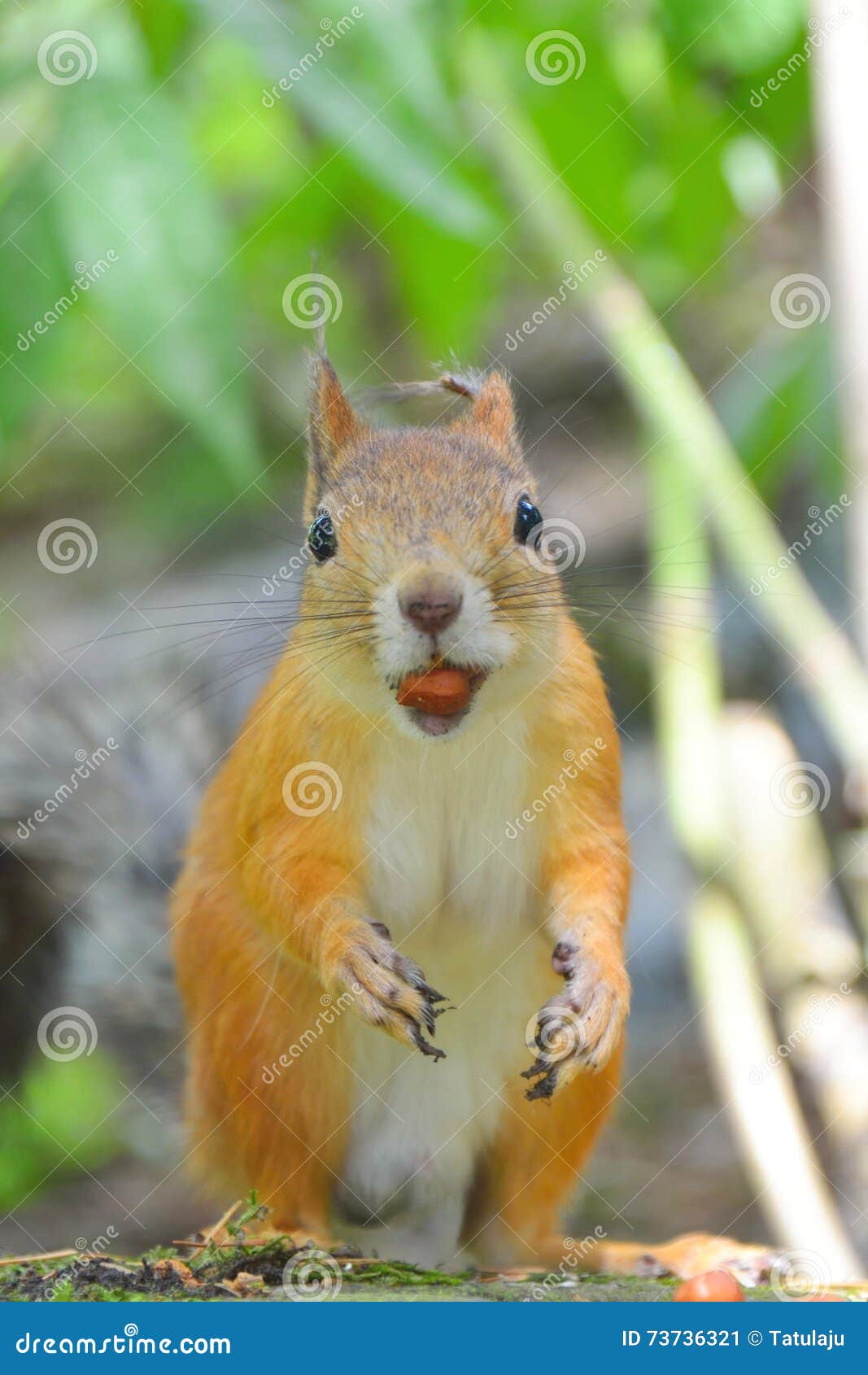 Esquilo Com a Porca Na Boca Imagem de Stock - Imagem de wildlife ...