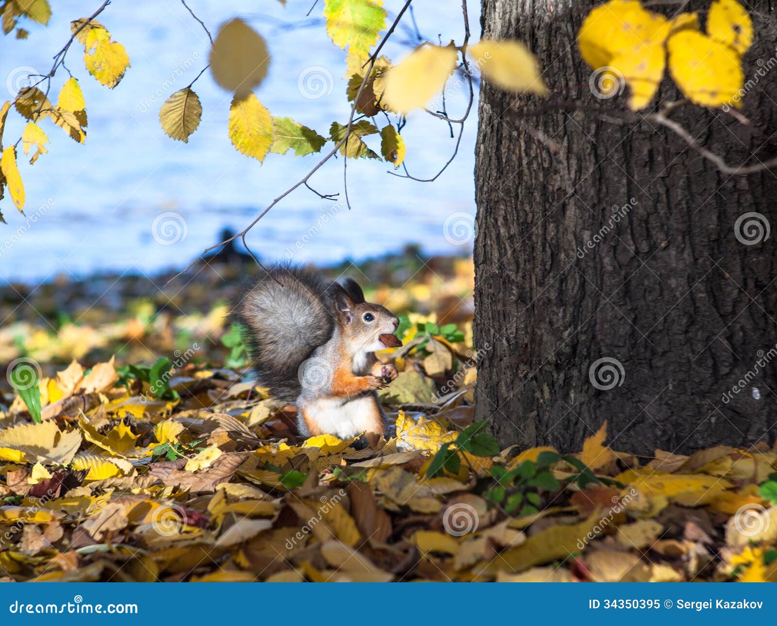 Esquilo Com Uma Porca Em Seus Dentes Imagem de Stock - Imagem de seco ...