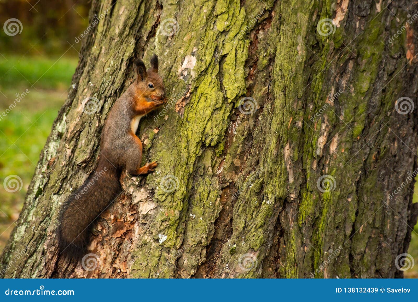 Esquilo Com Uma Porca Nos Dentes Imagem de Stock - Imagem de selvagem ...