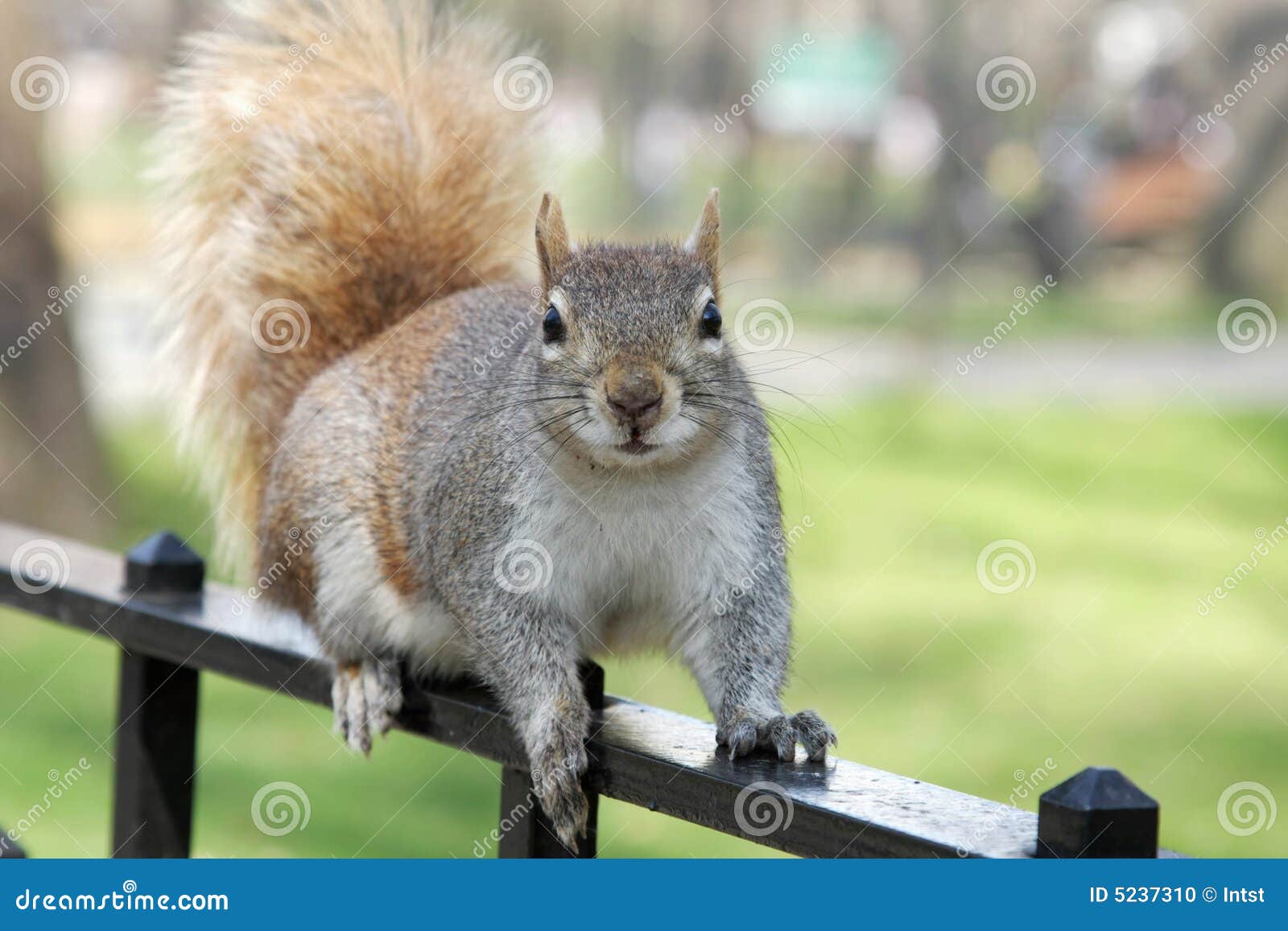 Esquilo em Central Park foto de stock. Imagem de parque - 5237310