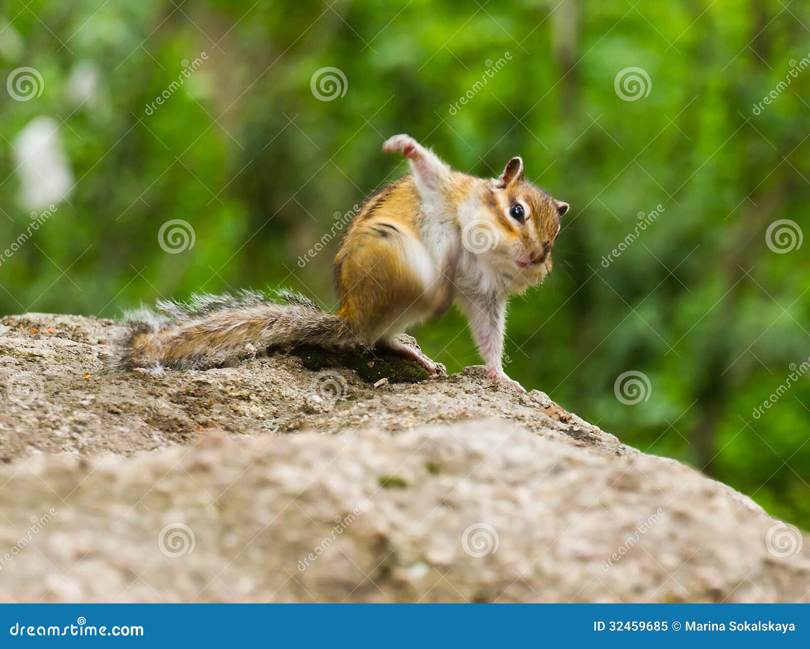 Esquilo engraçado imagem de stock. Imagem de animal, pedra - 32459685