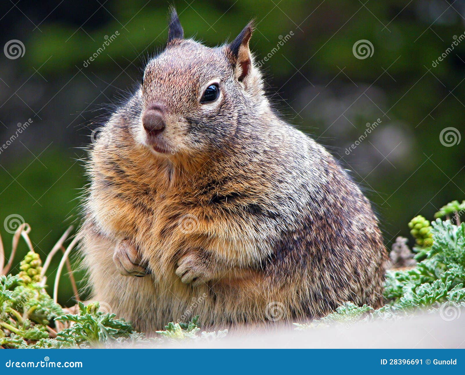 Esquilo gordo imagem de stock. Imagem de gordo, preto - 28396691