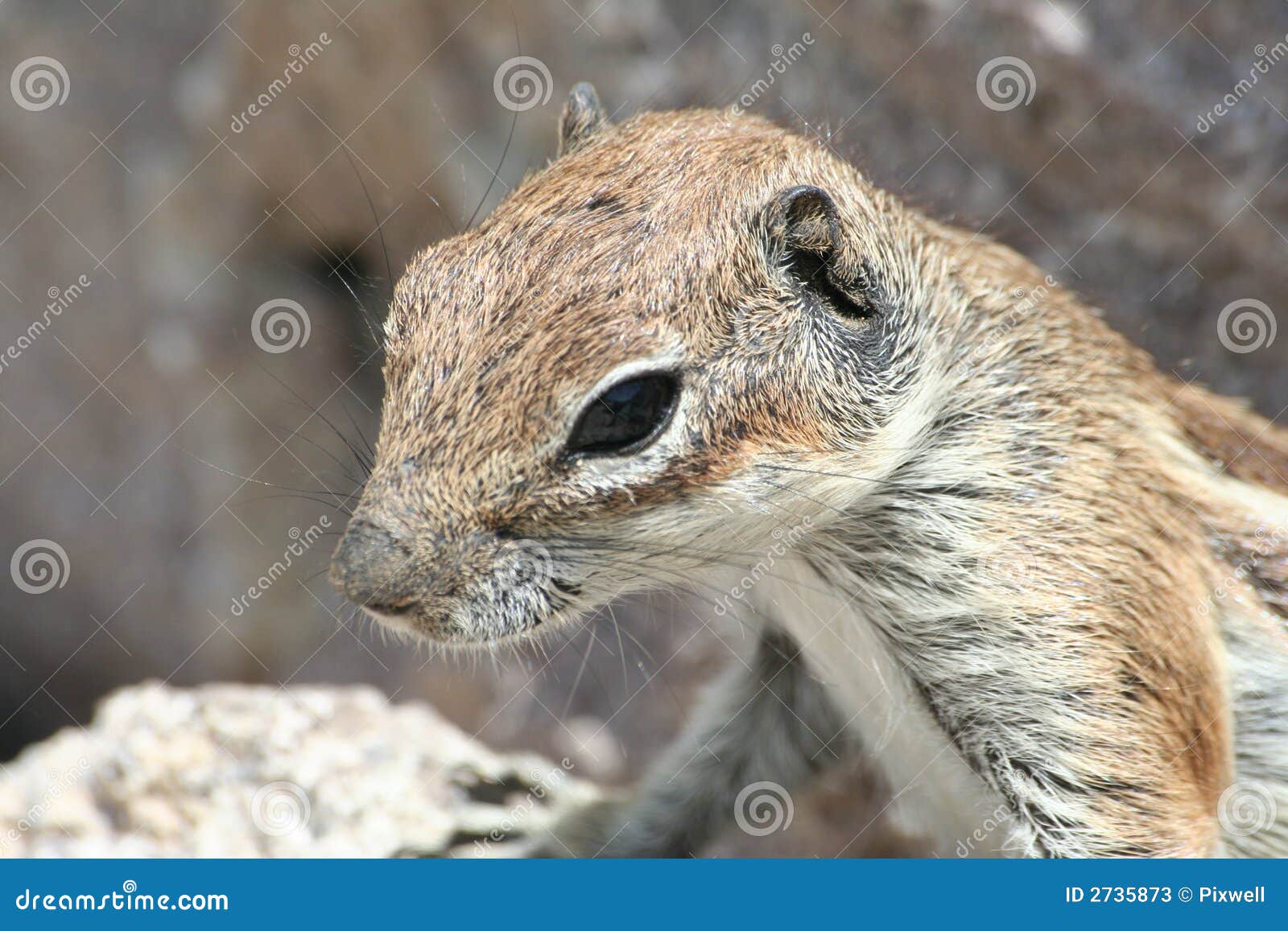 Esquilo listrado imagem de stock. Imagem de selvagem, wildlife - 2735873