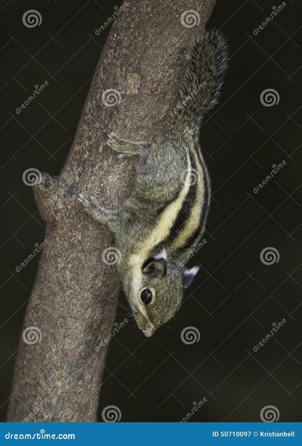 Esquilo Listrado Himalaia (mcclellandii De Tamiops) Imagem de Stock ...