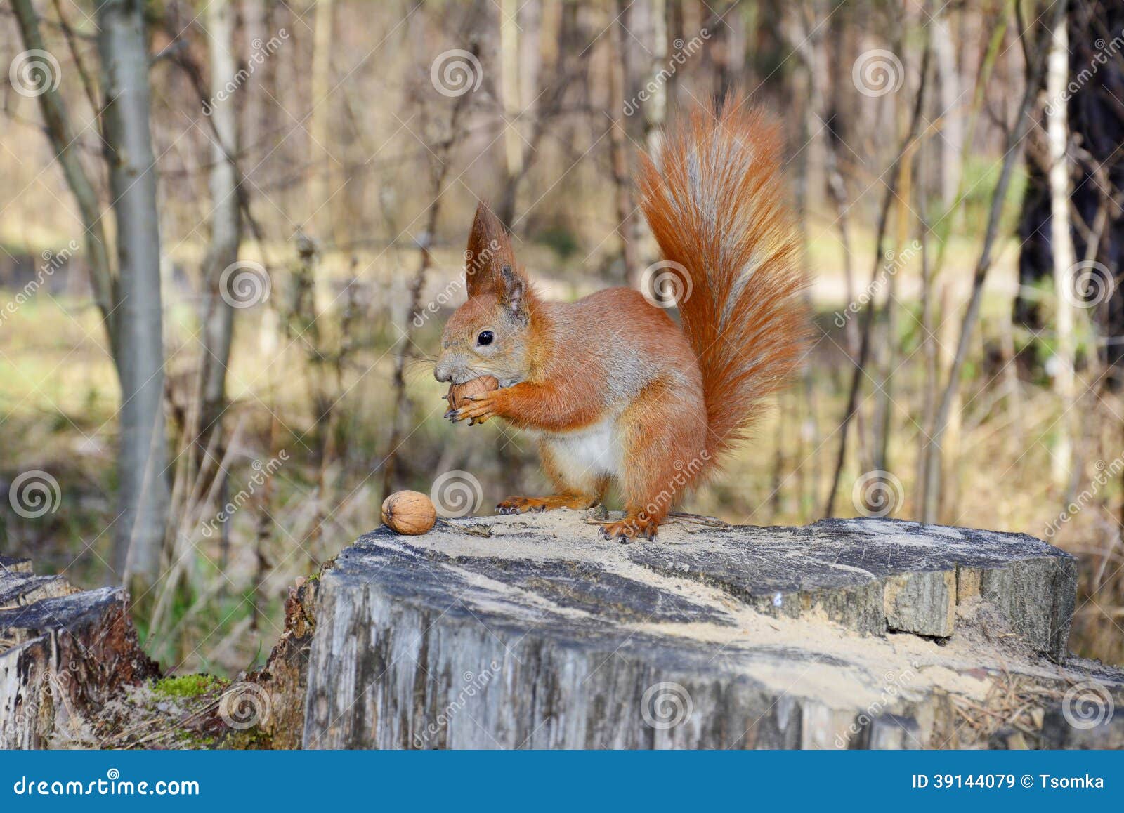 Esquilo na floresta. imagem de stock. Imagem de esquilos - 39144079