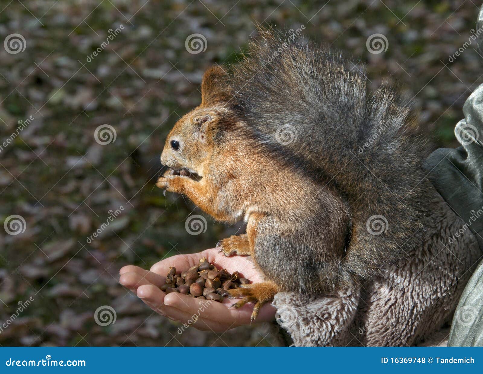 Esquilo pequeno bonito foto de stock. Imagem de cauda - 16369748
