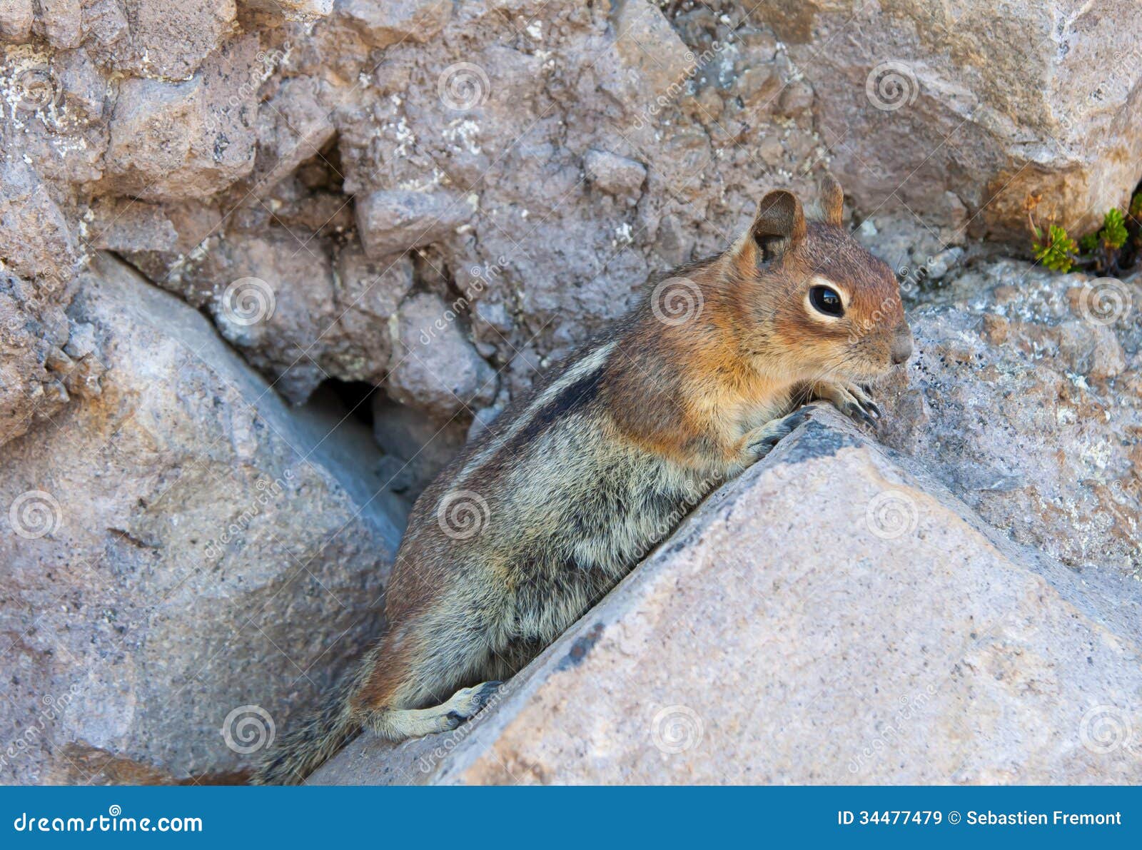 Esquilo pequeno curioso imagem de stock. Imagem de animal - 34477479