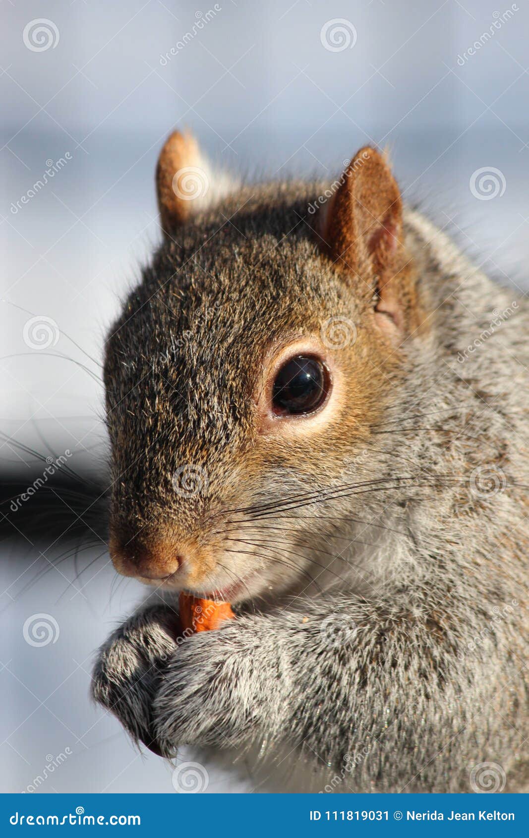 Esquilo Que Aprecia Seu Snacktime Imagem de Stock - Imagem de vista ...