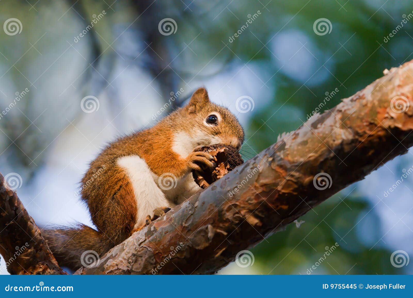 Esquilo que come uma noz imagem de stock. Imagem de funcionar - 9755445