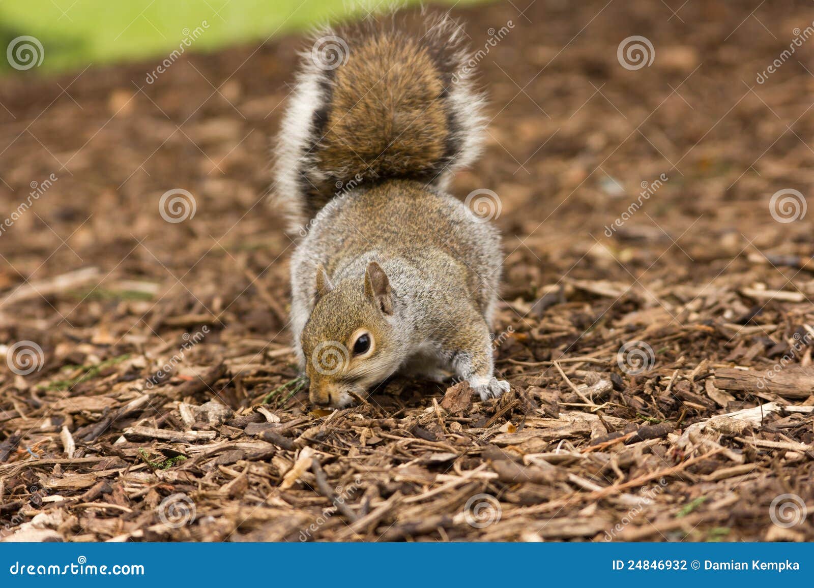 Esquilo Que Procura O Alimento Foto de Stock - Imagem de olho, orelha ...