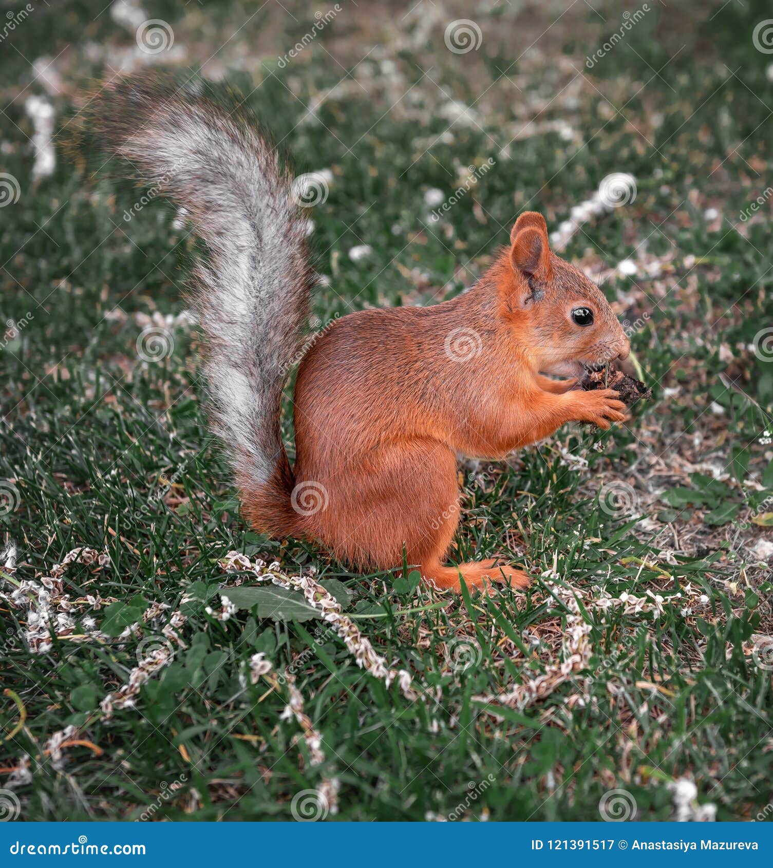 Esquilo Ruivo Que Come Na Grama Verde Imagem de Stock - Imagem de coma ...