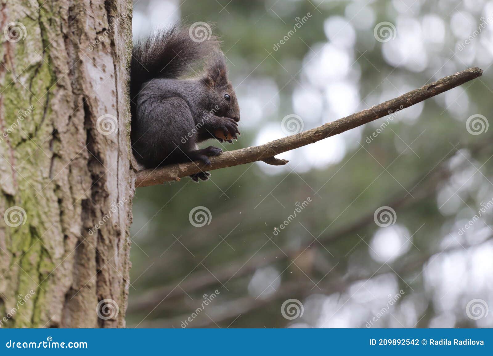 Esquilo Se Posiciona Em Rachaduras E Come Noz Foto de Stock - Imagem de ...