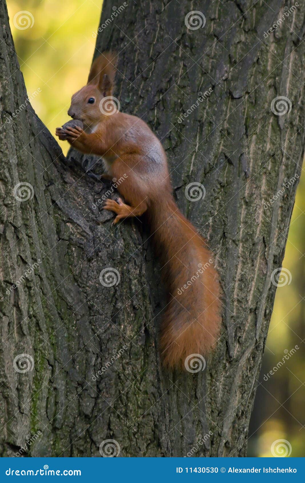 Esquilo selvagem. foto de stock. Imagem de pele, cinzento - 11430530